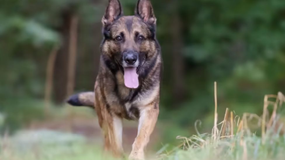 Rescue dogs help Nottinghamshire Police fight crime - BBC News