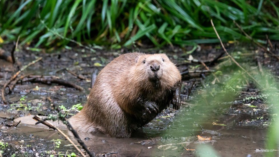 Mapperton's rewilding beavers on the loose - BBC News