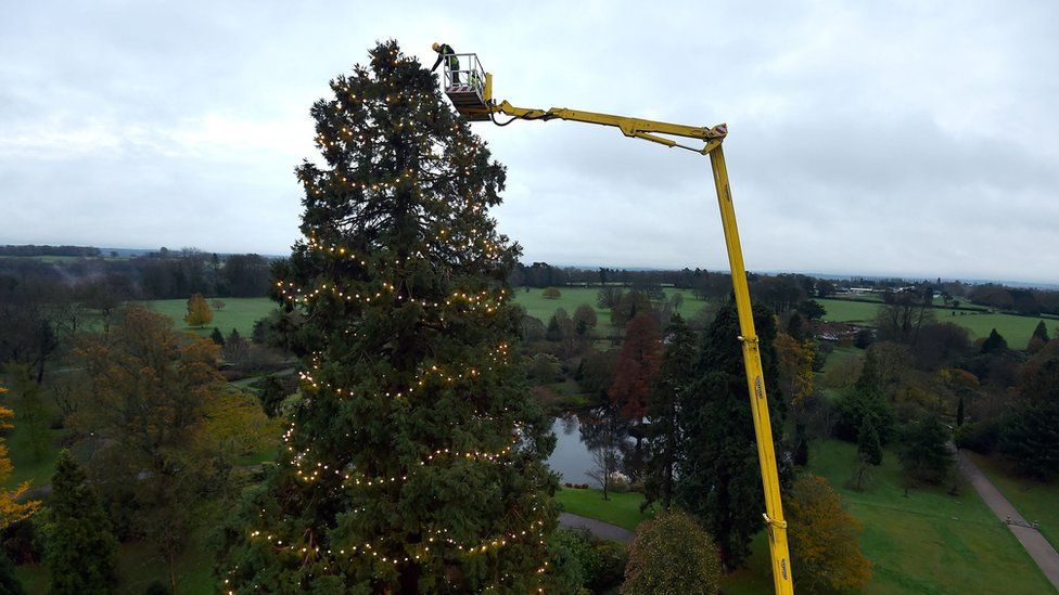 UK's tallest living Christmas tree gets decorated - BBC Newsround