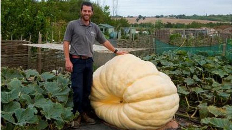 Pumpkin from 'most expensive' seed to be harvested - BBC News