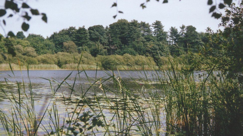 Beavers to return to Cheshire after almost 500 years - BBC News