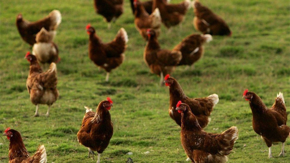 Scottish chicken numbers fall sharply - BBC News