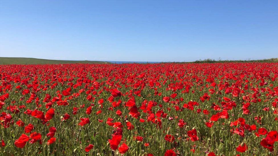 Crantock poppy field in Cornwall is attracting visitors - BBC News