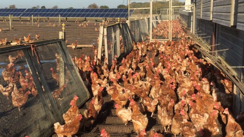 Mass sale of 10,000 hens in Selby to save them from slaughter - BBC News