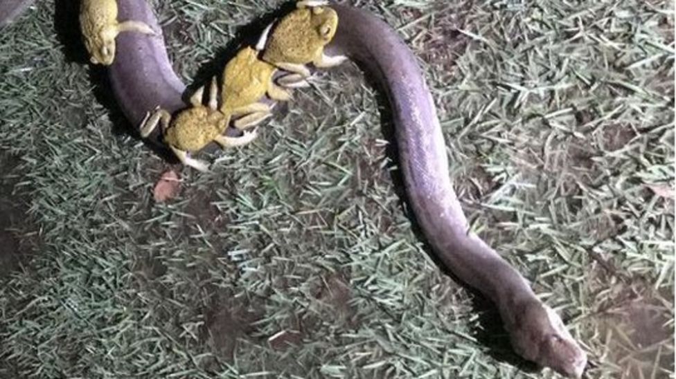 Florida python: Massive pregnant snake caught using new approach - BBC News