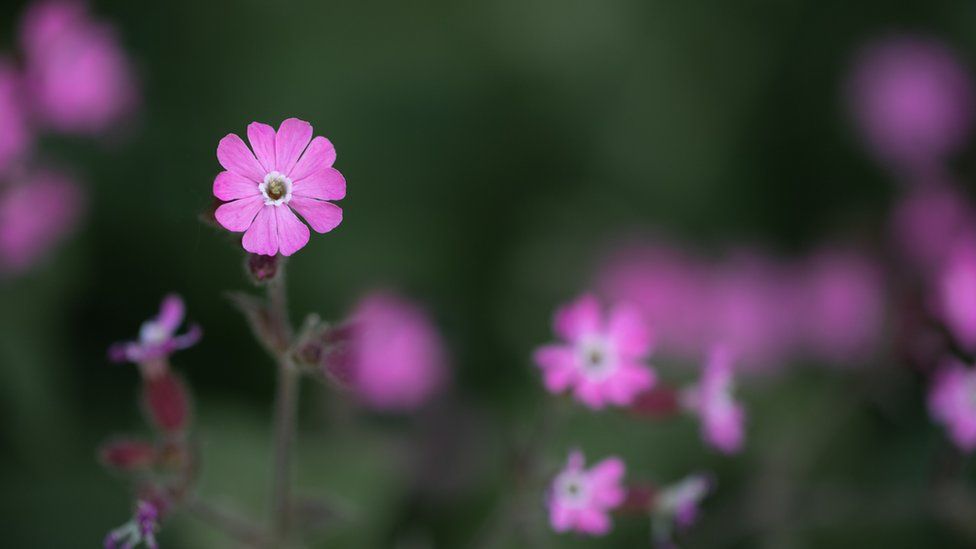 Oriel: Golwg agos o flodau gwyllt - BBC Cymru Fyw