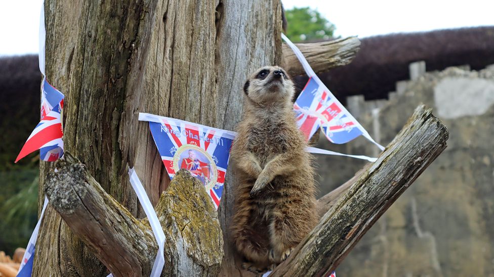 How are zoo animals celebrating the King's coronation? - BBC Newsround