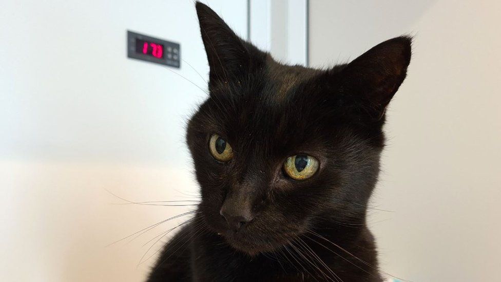 Unwanted cat brothers, 21, need 'twilight' Northamptonshire home - BBC News