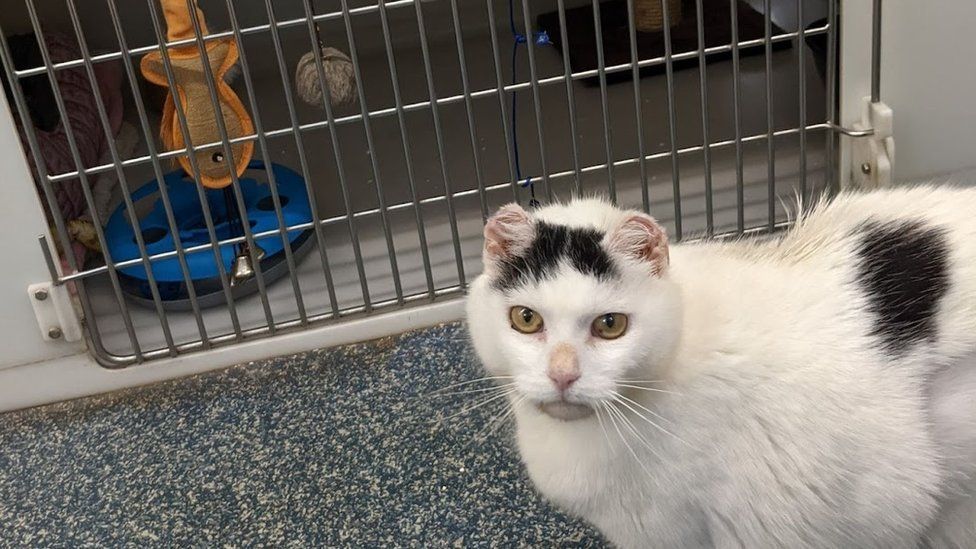 Foster appeal by RSPCA in Staffordshire for sunburnt Kitkat the cat ...