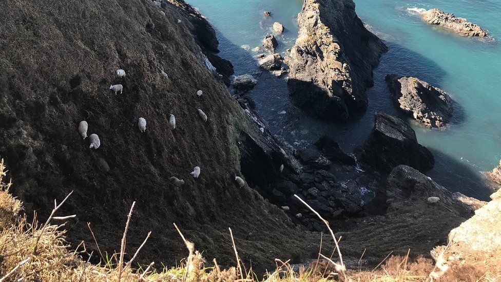 Mathry stranded sheep cliff rescue on hold because of wind - BBC News