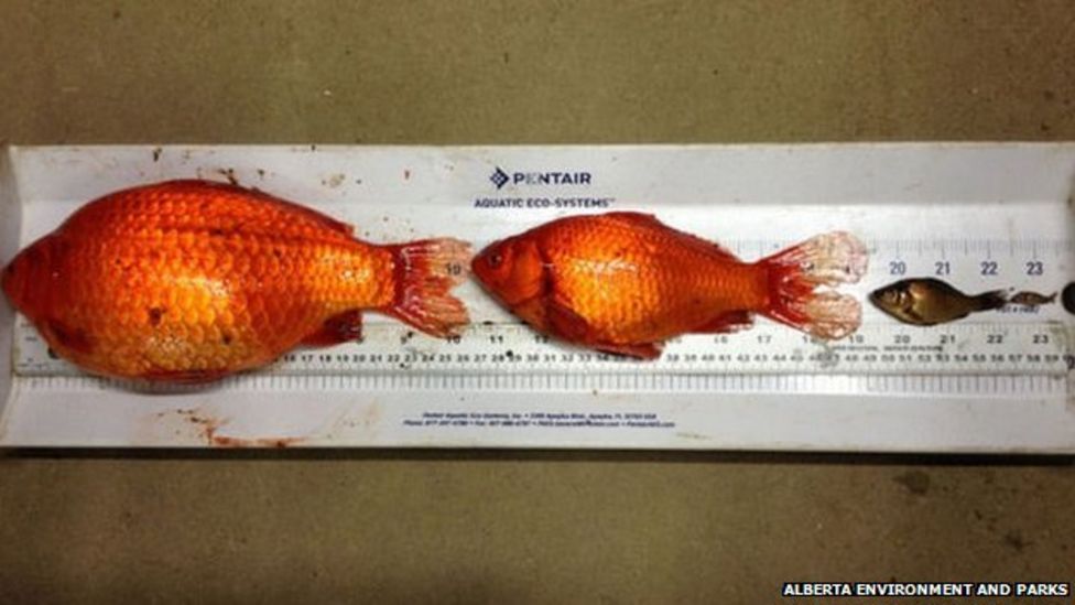 Canada: Albertans told not to release 'invasive' goldfish - BBC News