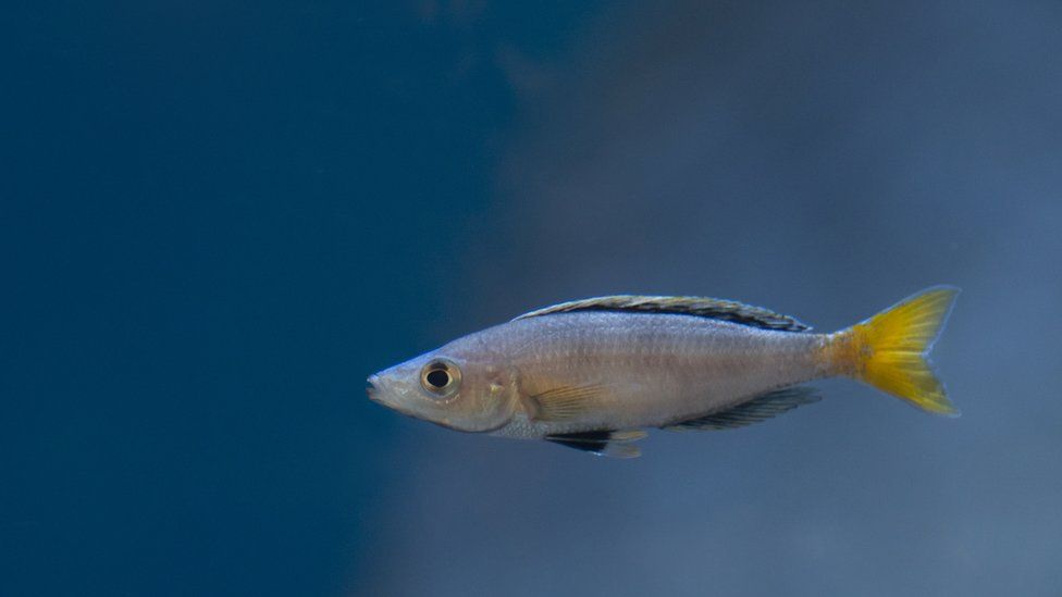 UK's first aquarium for extinct-in-the-wild freshwater fish opens today ...