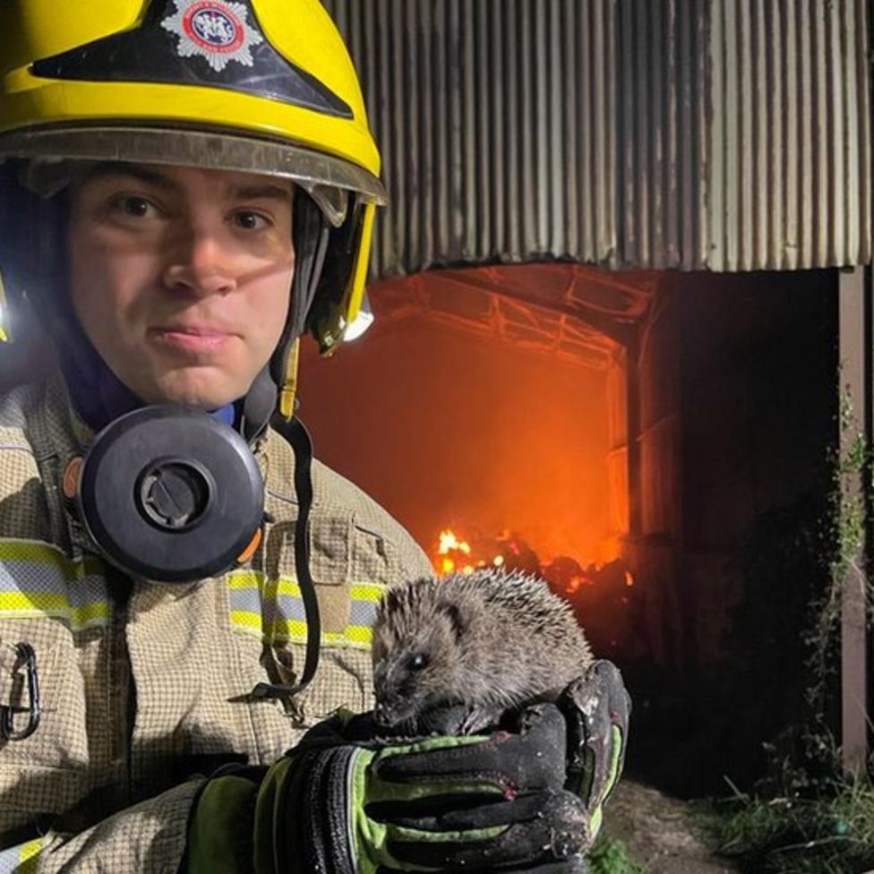 Firefighter rescues hedgehog from burning Thornicombe barn - BBC News