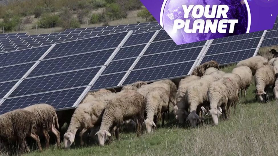 Earthshot Prize: Environmental competition finalists revealed - BBC ...