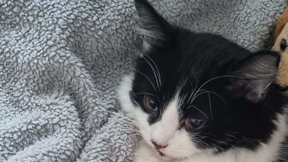 Bristol cat survives falling from fourth-floor flat - BBC News