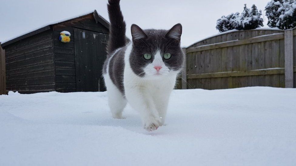 Tywydd garw: Dros 725 o ysgolion ar gau ddydd Iau - BBC Cymru Fyw