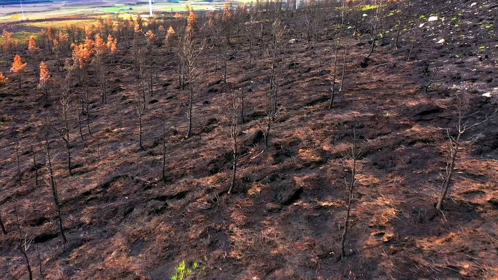Call for controlled burning to help limit spread of wildfires - BBC News