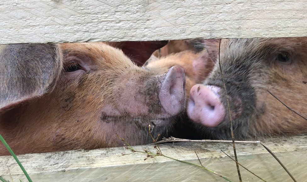 Your pictures of Scotland: 13 - 20 October - BBC News