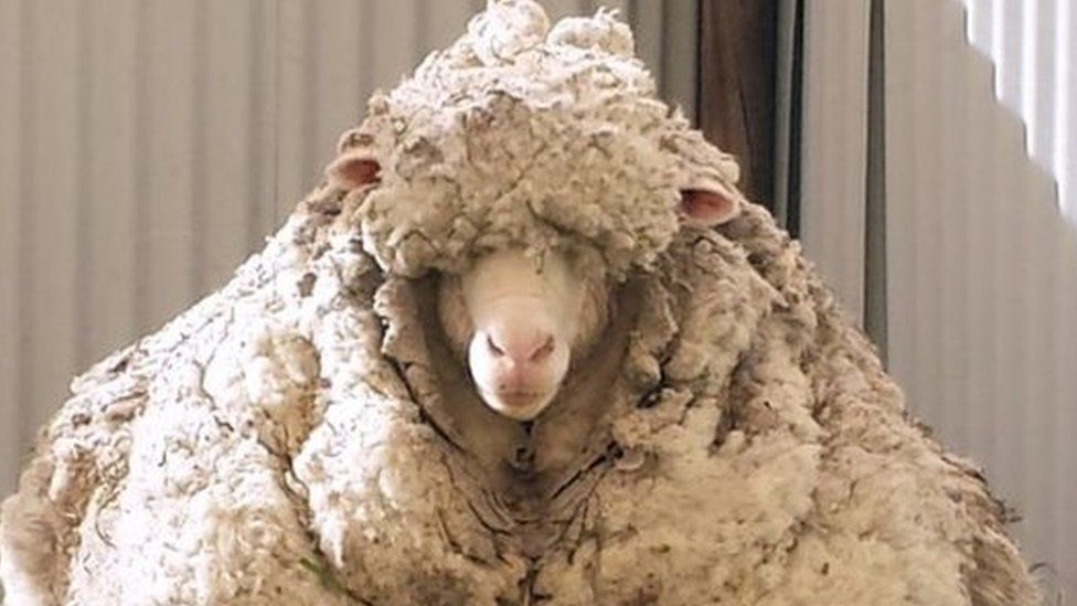 Check out these sheep from Yorkshire with a funky hairdo! - BBC Newsround