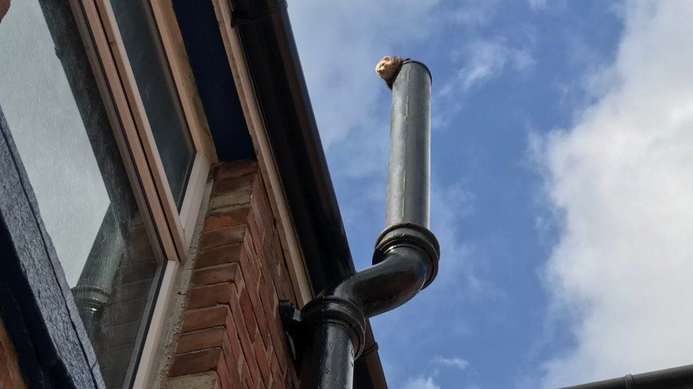 Ferret freed from Bishop Auckland pipe by firefighters - BBC News