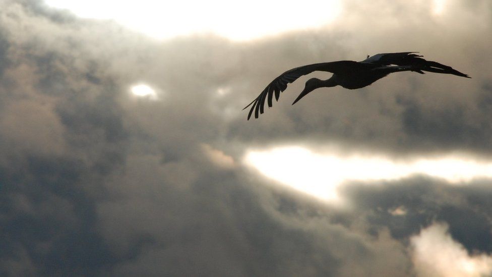 White storks study aims to re-introduce breeding in UK - BBC News