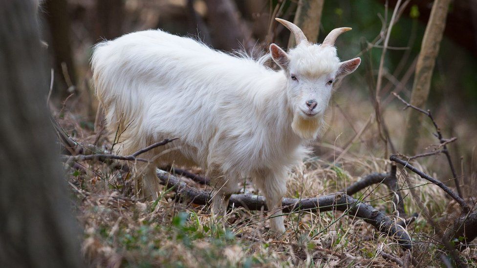 Dadorchuddio cerflun milwr a gafr yn Wrecsam - BBC Cymru Fyw