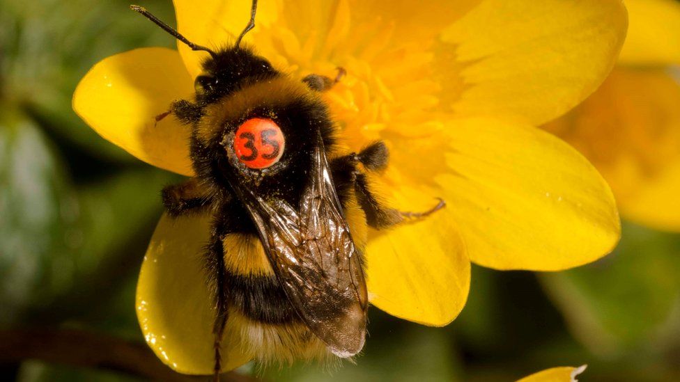 'Licence plated' bees released to find top London spot - BBC News
