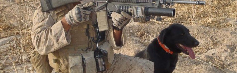 US military dogs awarded 'K-9' bravery medals for Afghan service - BBC News