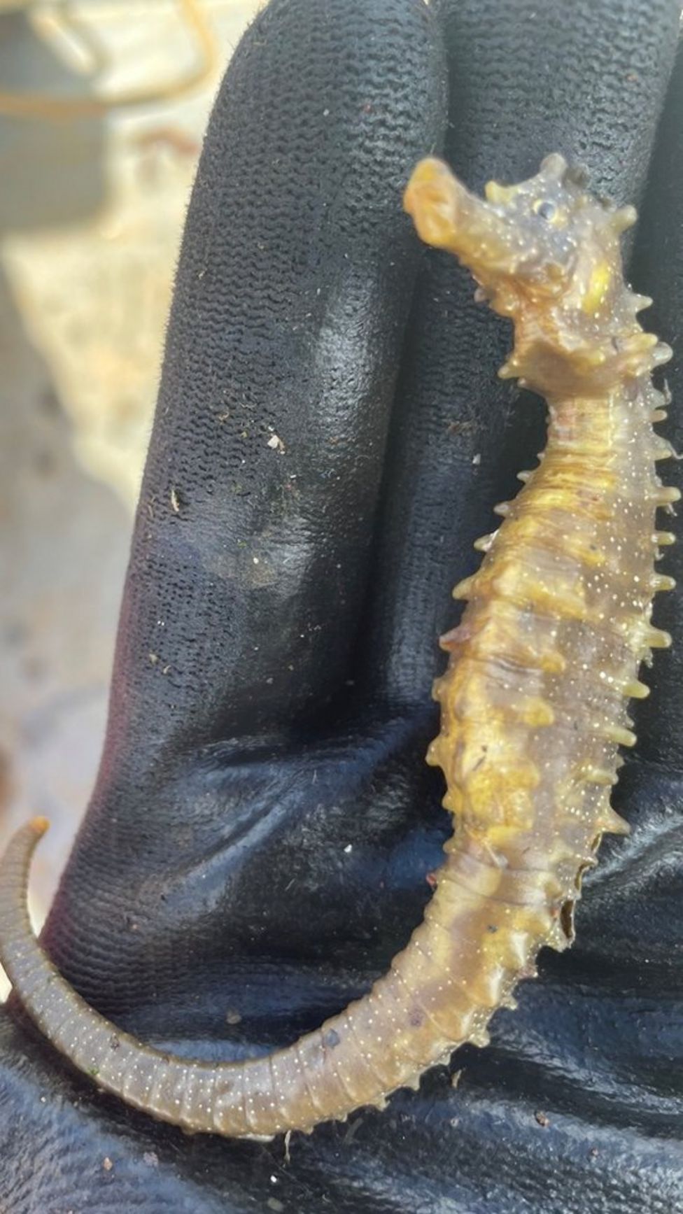 Spiny seahorse found in River Hamble estuary - BBC News