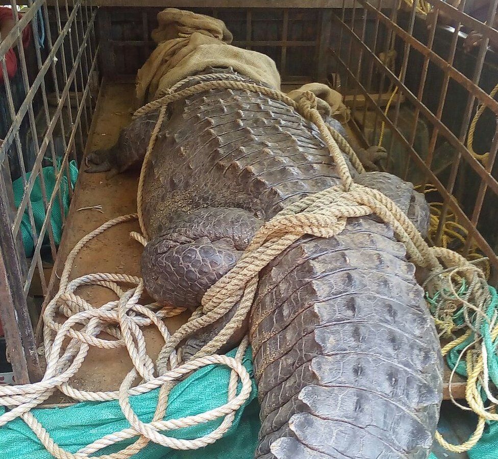 India man wakes up to crocodile shock - BBC News