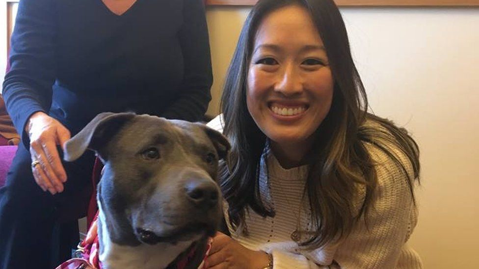 San Francisco bans sale of non-rescue cats & dogs - BBC Newsround