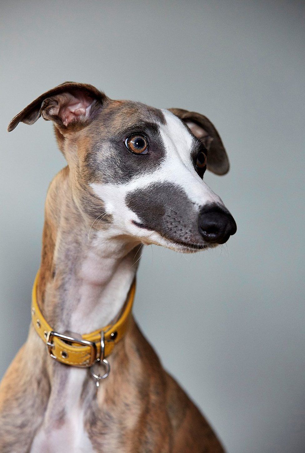 The 2017 Royal Photographic Society competition - BBC News