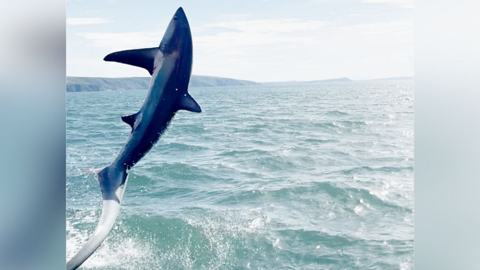 Thresher shark surprises sightseers on Cardigan Bay boat tour - BBC News