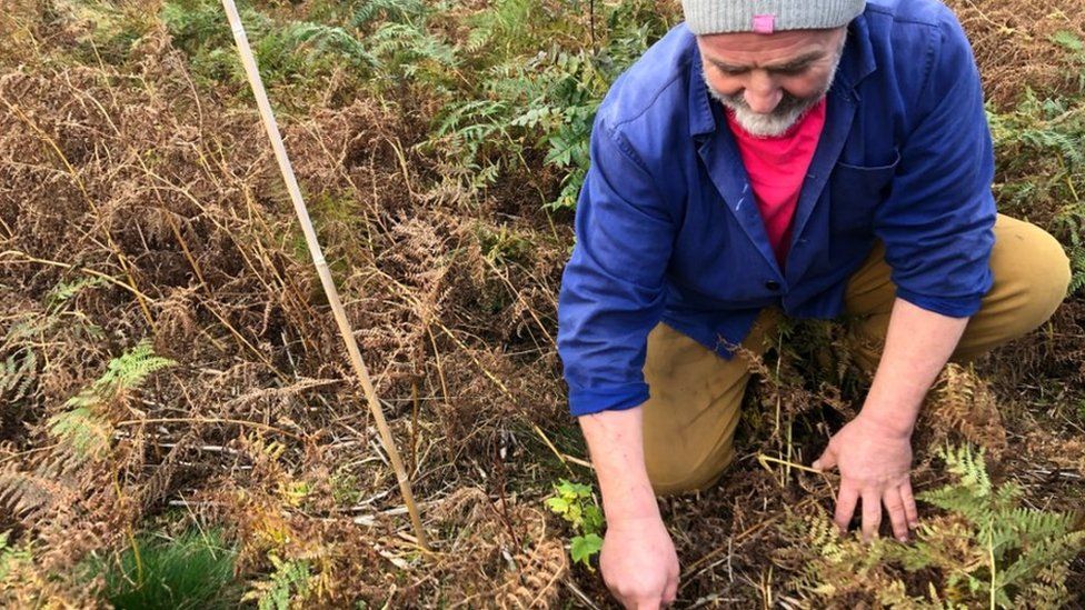 Plannu coed: Cynllun i geisio cadw tir yn nwylo pobl leol - BBC Cymru Fyw