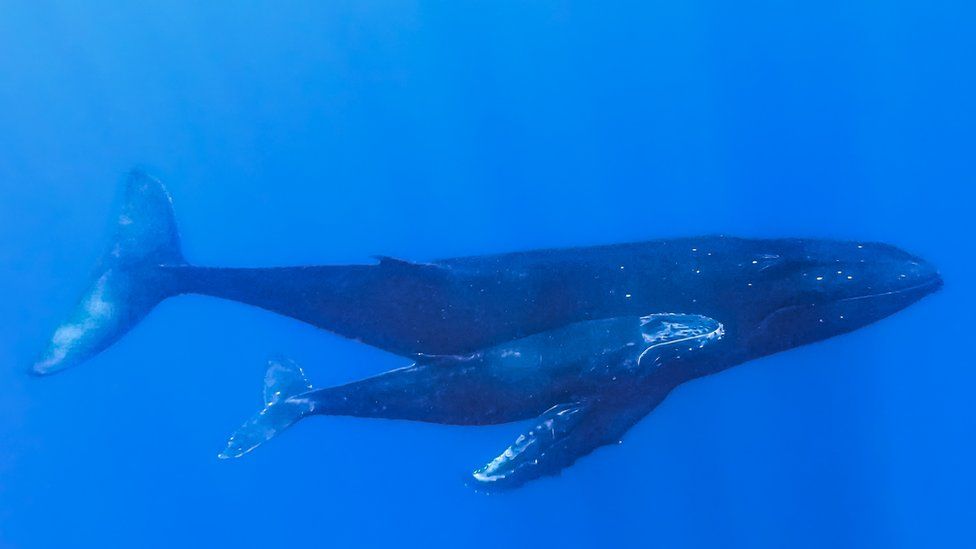 Deep sea mining will be bad for whales and dolphins, say scientists ...