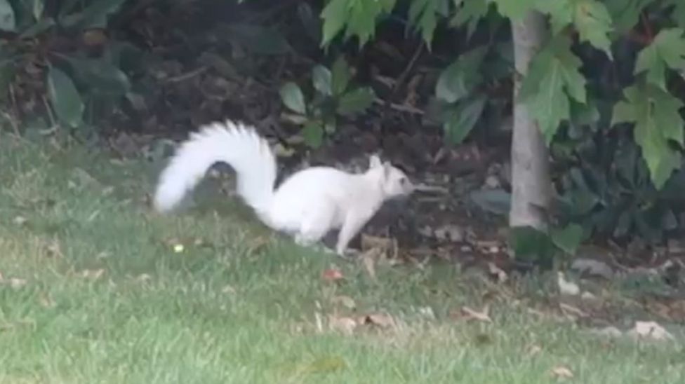 Rare white squirrel photographed in Royal Deeside - BBC News