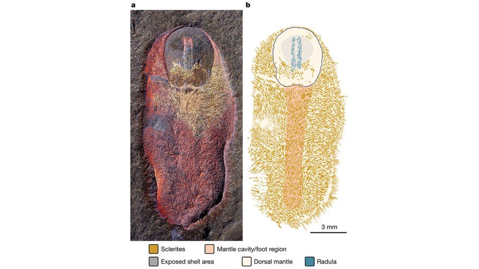 Calvapilosa: The spiky slug with hundreds of teeth - BBC Newsround