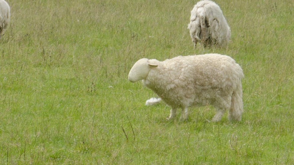 Bangor Uni uses electric sheep in flock welfare study - BBC News