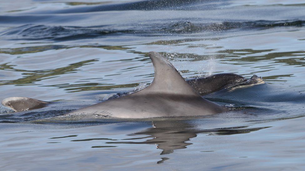 Photographs show healing of sunburned dolphin Spirtle - BBC News