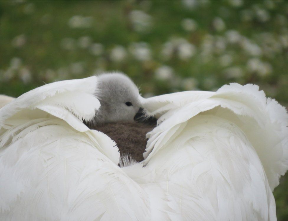 England's Big Picture: 23 May - 29 May 2022 - BBC News