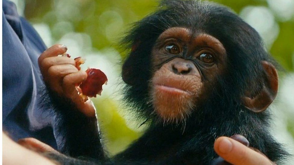 Chimpanzees make friends like humans do - BBC Newsround