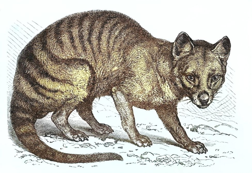 Thylacine: Scientists' plan to bring extinct Tasmanian 'tiger' back to ...