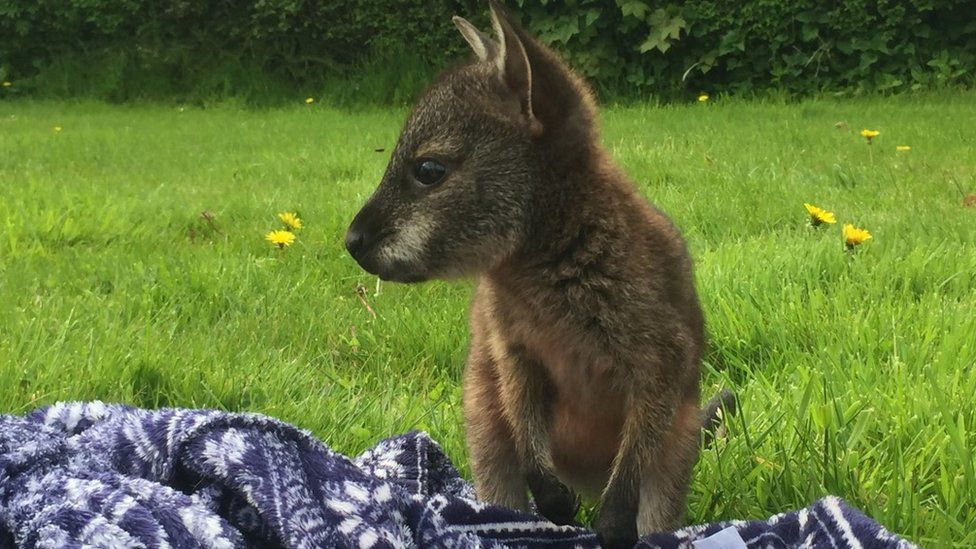 Orphaned Isle of Man wallaby 'getting stronger' - BBC News