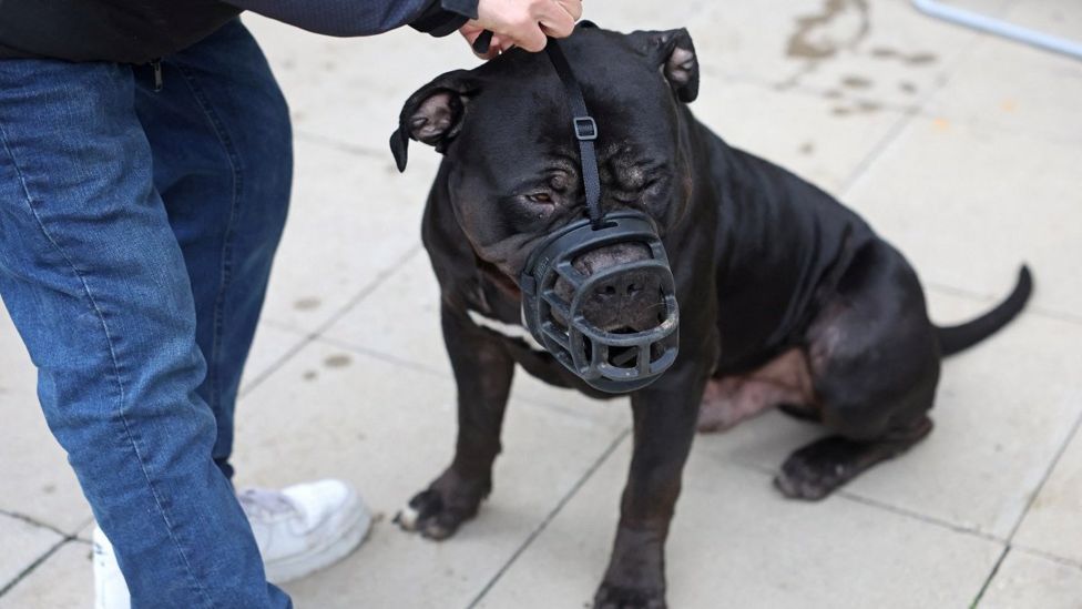 Pet shops struggling to stock XL bully muzzles - BBC News