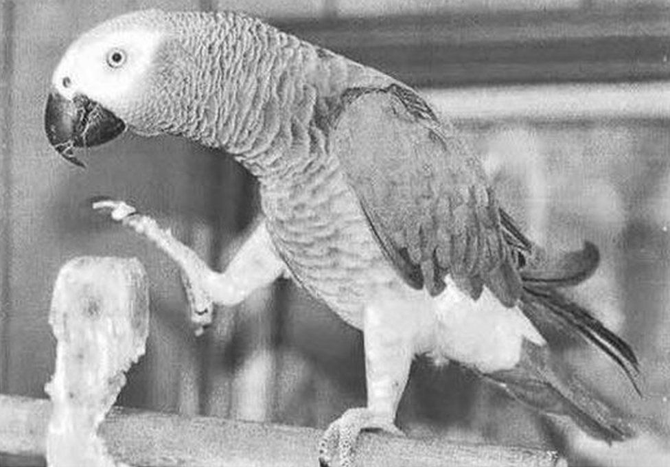 Match of the Day-singing parrots stolen from Middlesbrough - BBC News