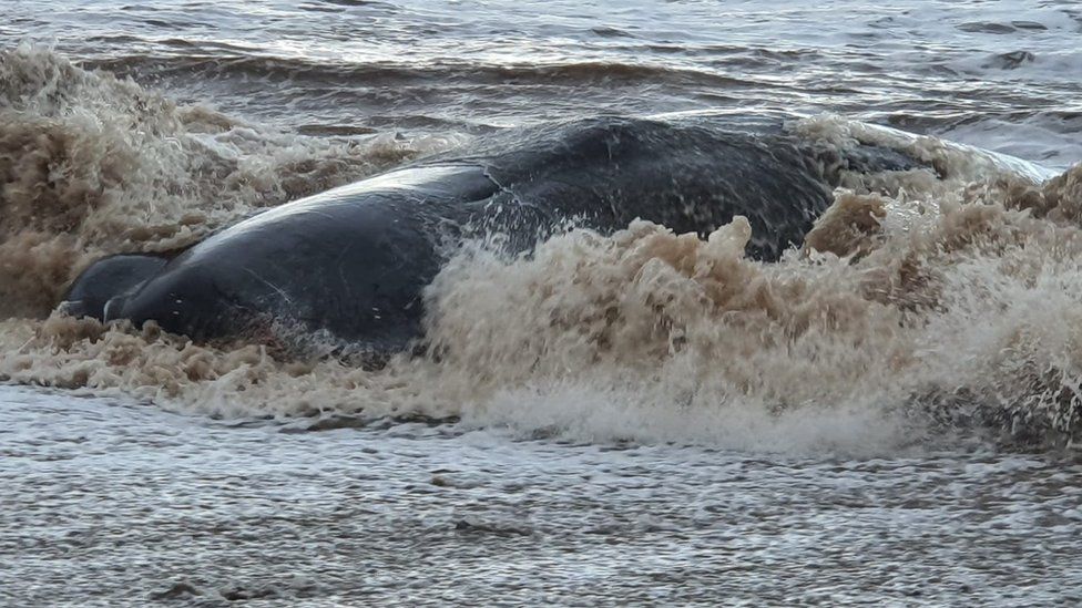 Withernsea: Whales stranded on beach die - BBC News
