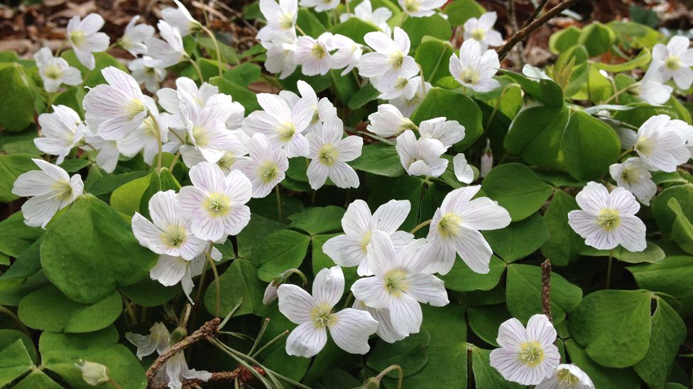 'Ryff geid' i flodau gwyllt eich milltir sgwâr - BBC Cymru Fyw