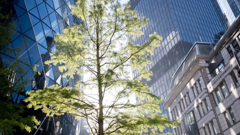 Climate change is putting city tree survival at risk - BBC Newsround