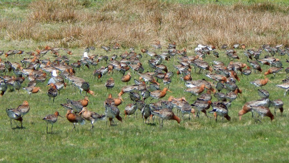 Record number of migrating birds on Tiree - BBC News