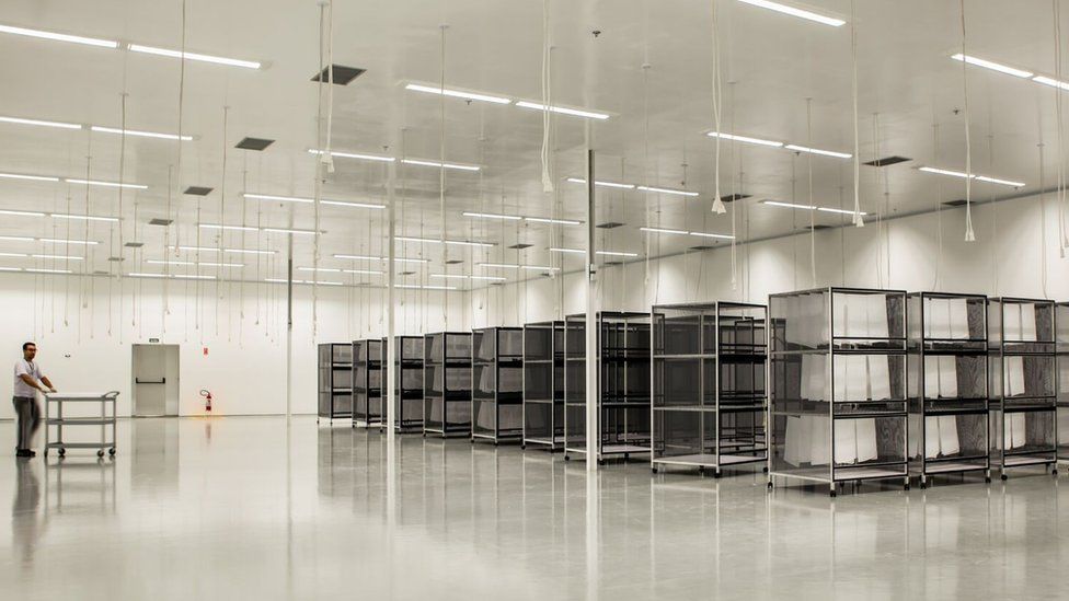 Plan for UK-based mosquito 'factory' announced - BBC News